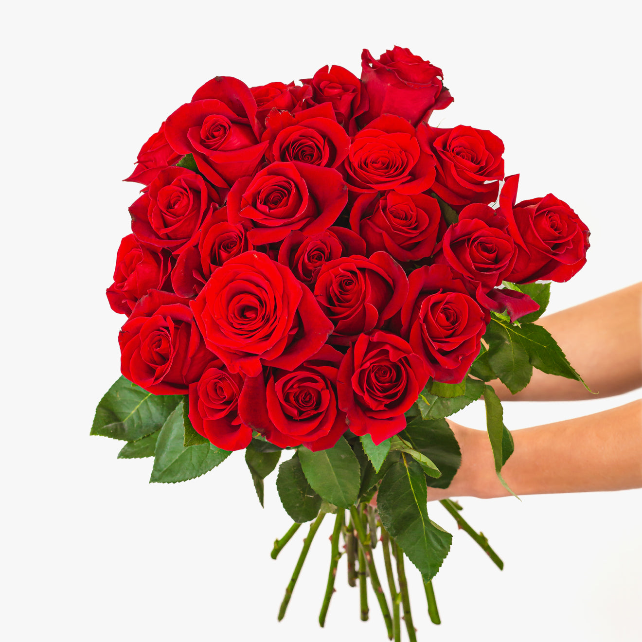 Splendid Red Roses – Di Bruno Bros.